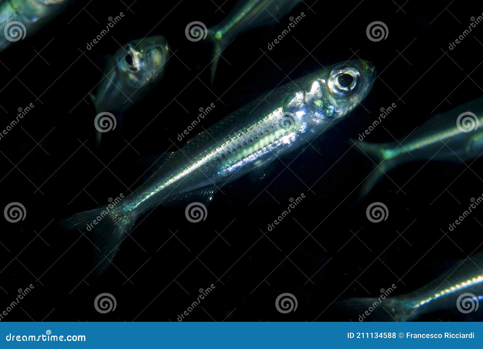 Robust Hardyhead Atherinomorus Lacunosus Stock Photo - Image of ...