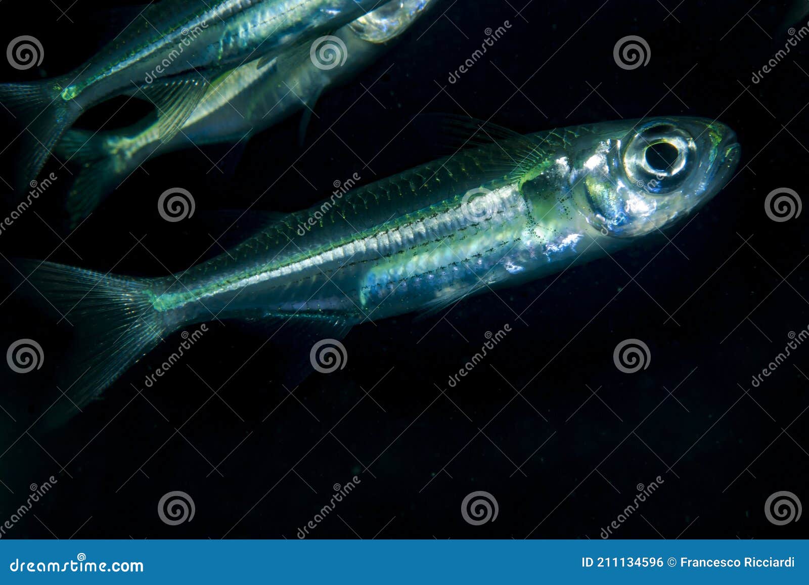 Robust Hardyhead Atherinomorus Lacunosus Stock Photo - Image of fish ...
