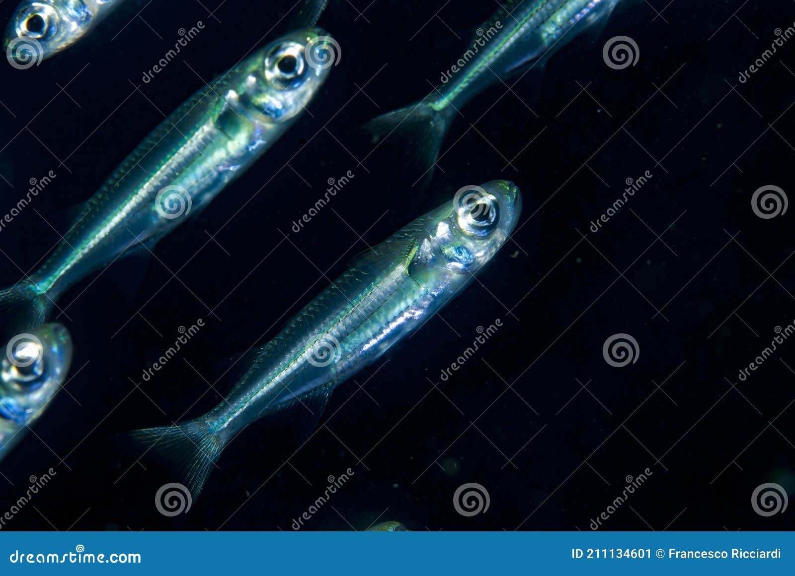 Robust Hardyhead Atherinomorus Lacunosus Stock Image - Image of ...