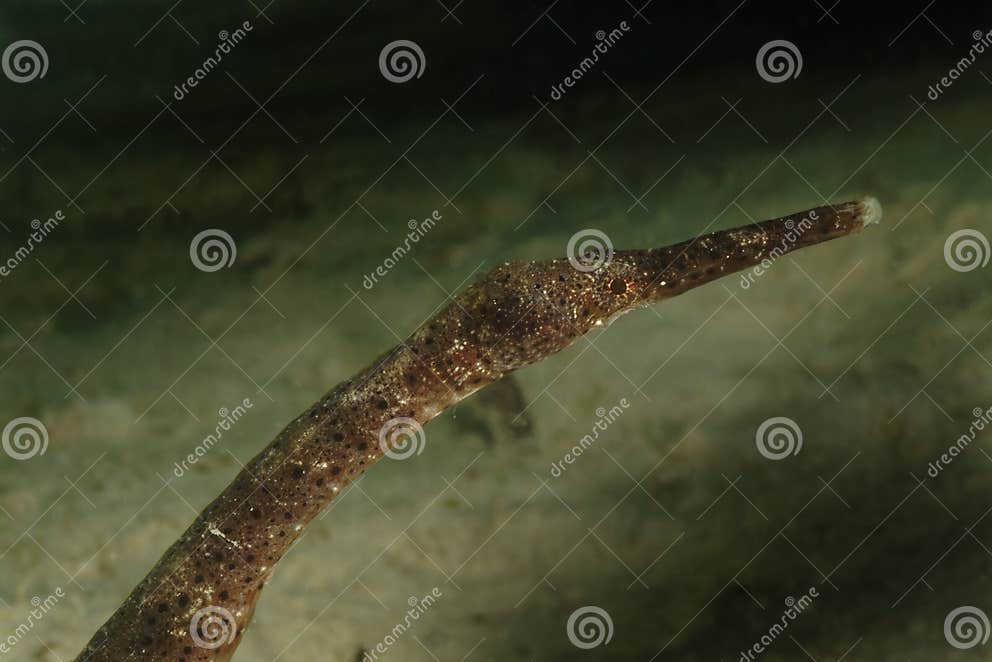 Robust Pipefish, Mabul Island, Sabah Stock Photo - Image of aquatic ...