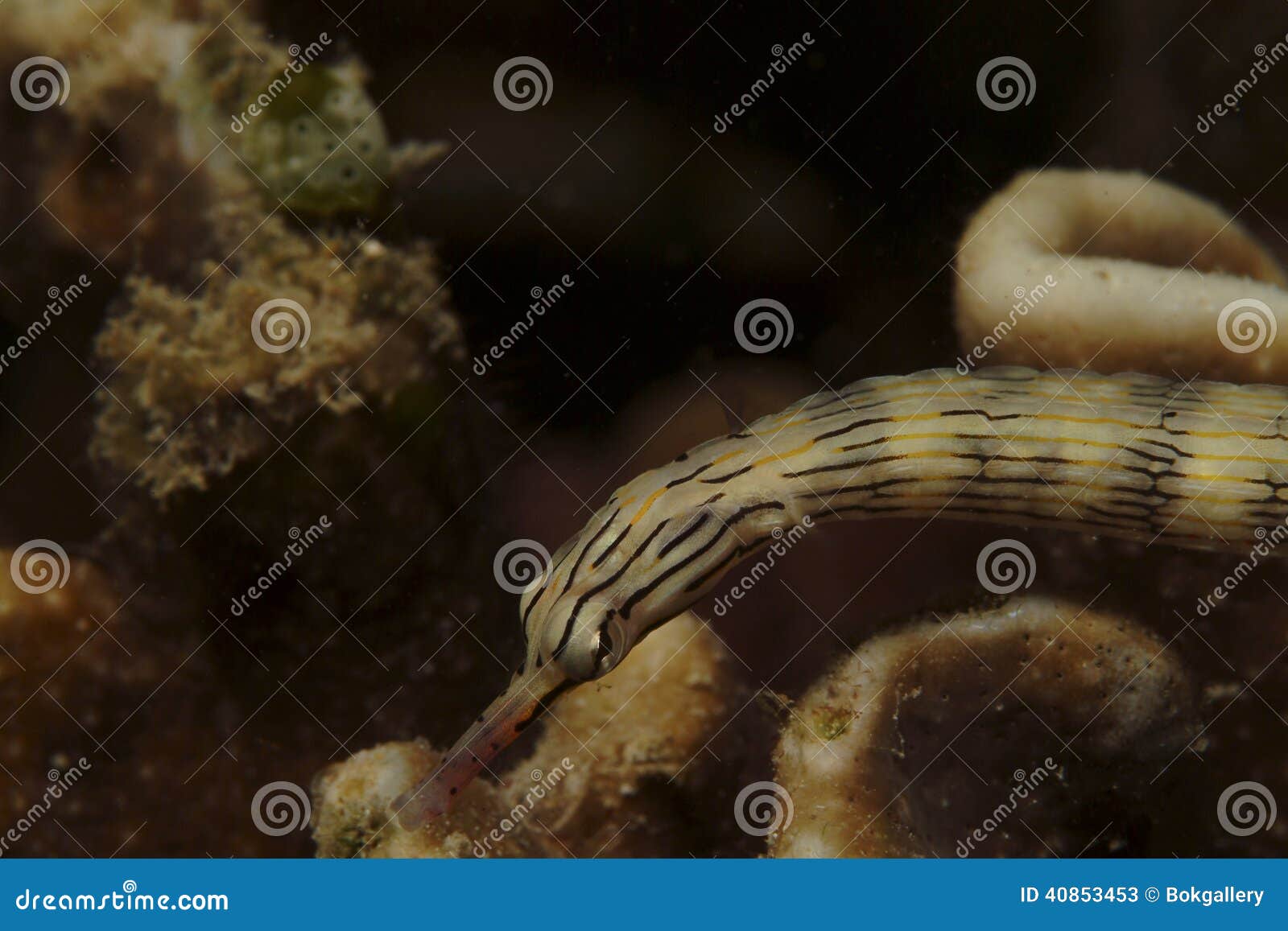 Robust Pipefish, Mabul Island, Sabah Stock Image - Image of seabed ...