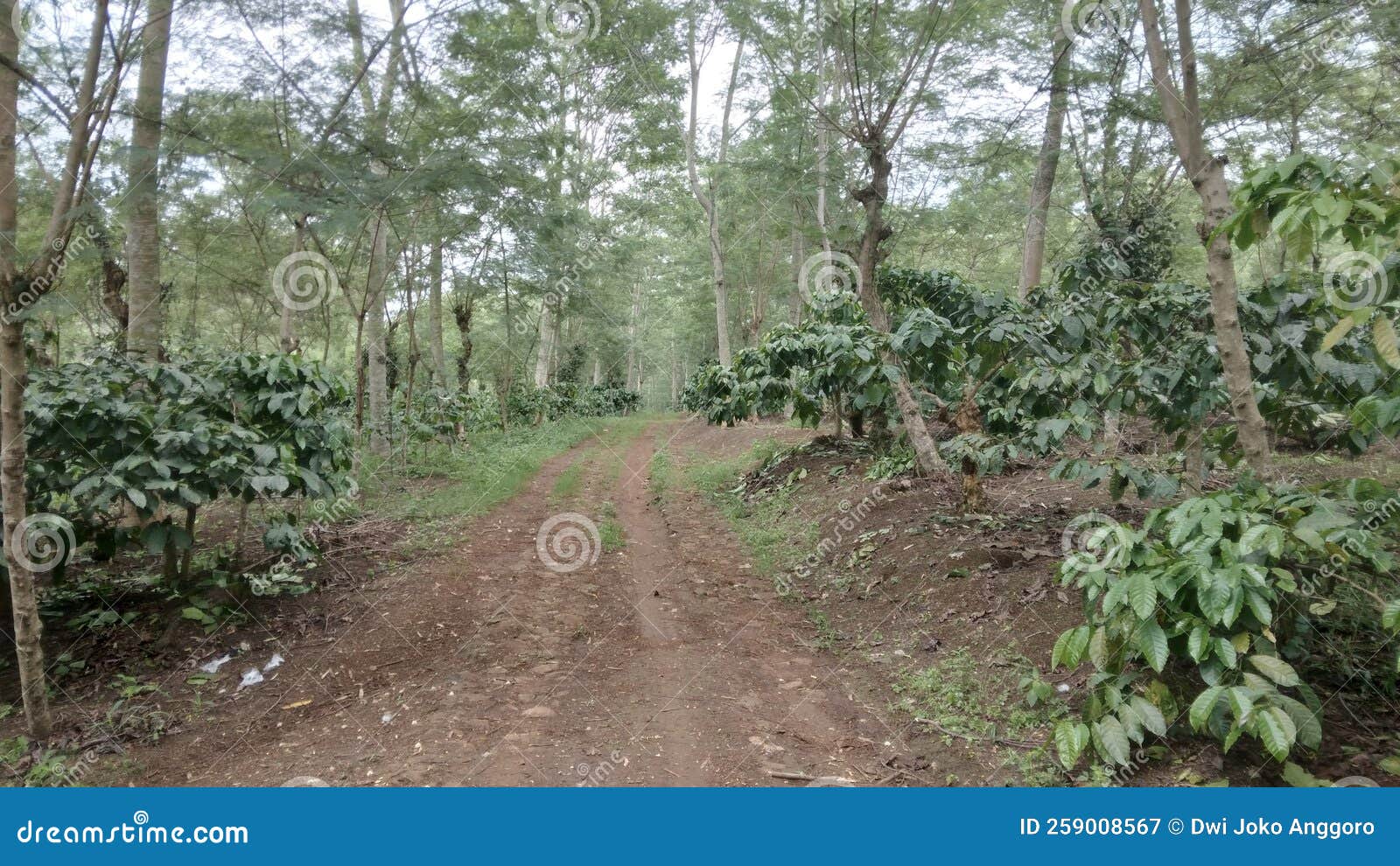 Robusta Coffe Plantation in Central Java Indonesia Stock Image - Image ...