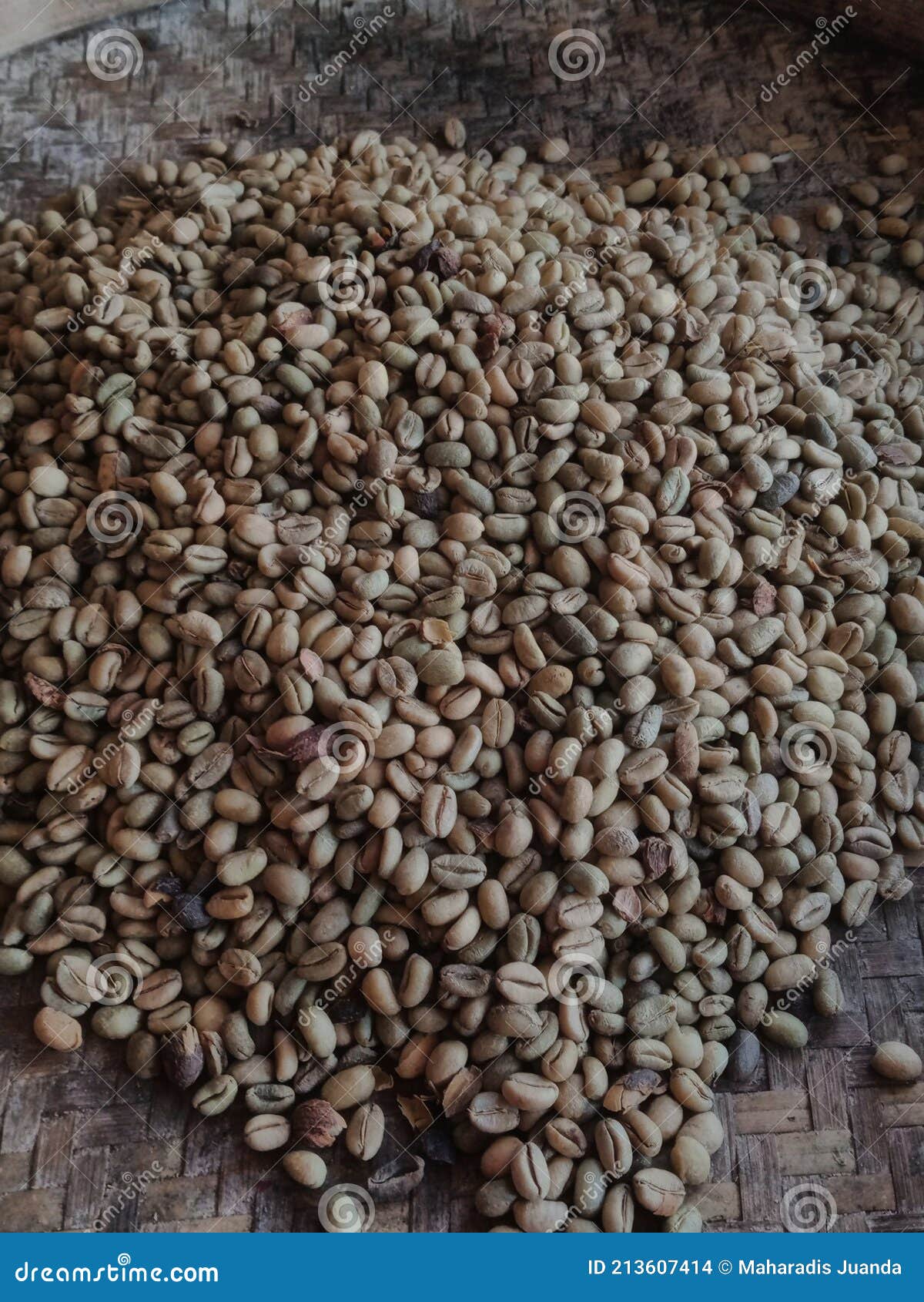 A Robusta Coffee Bean Ready To Get Roasted. Stock Photo - Image of ...