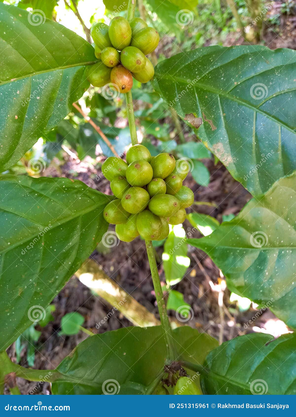 Robusta Coffee Beans on a Tree Branch Stock Image - Image of beans ...