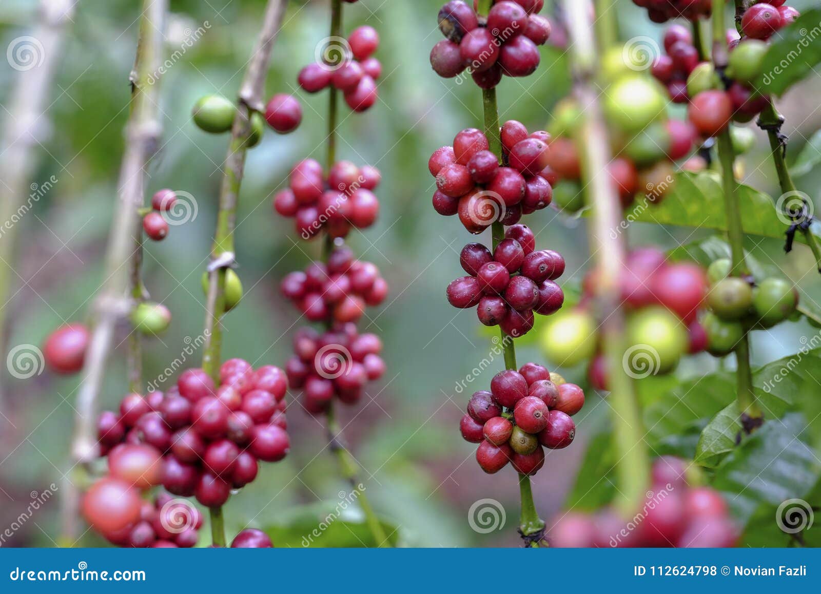 Red Coffee Berries stock photo. Image of berries, plantation - 112624798