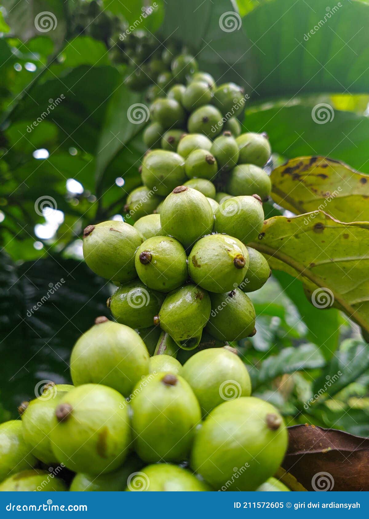 Robusta Coffee is a Descendant of Several Coffee Species, Especially ...