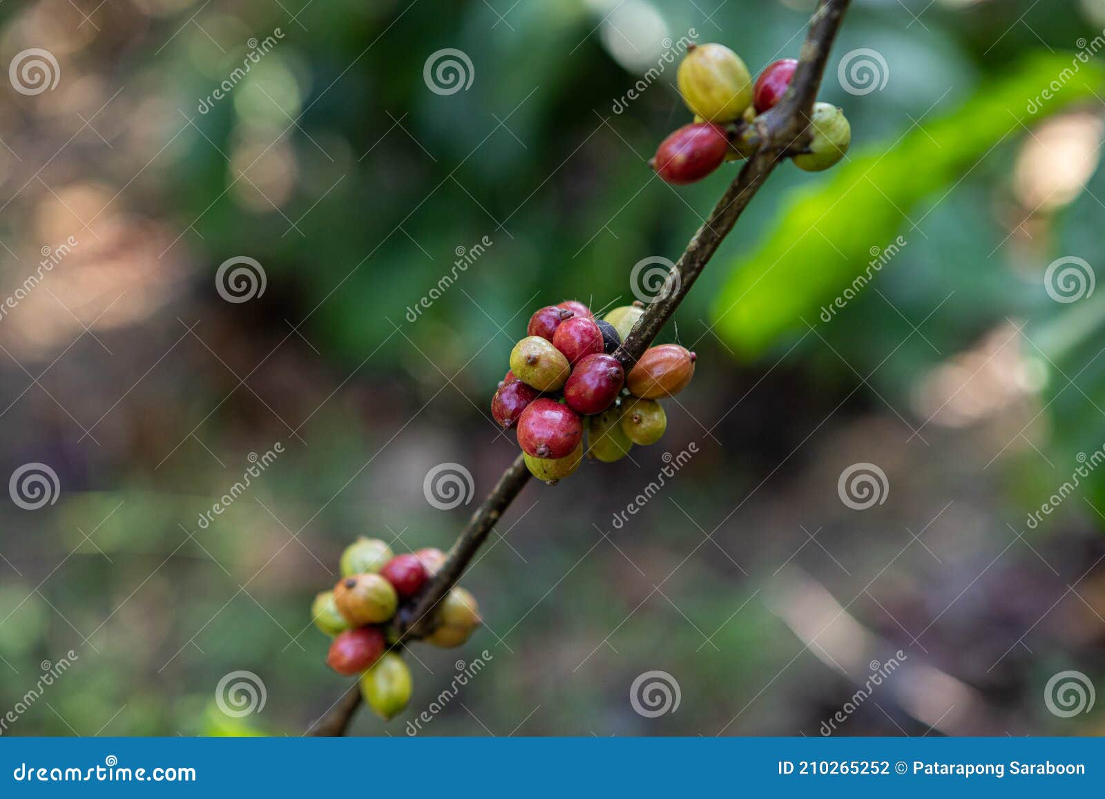 Robusta Coffee Farm in the Northeast Mountain of Thailand Stock Photo ...