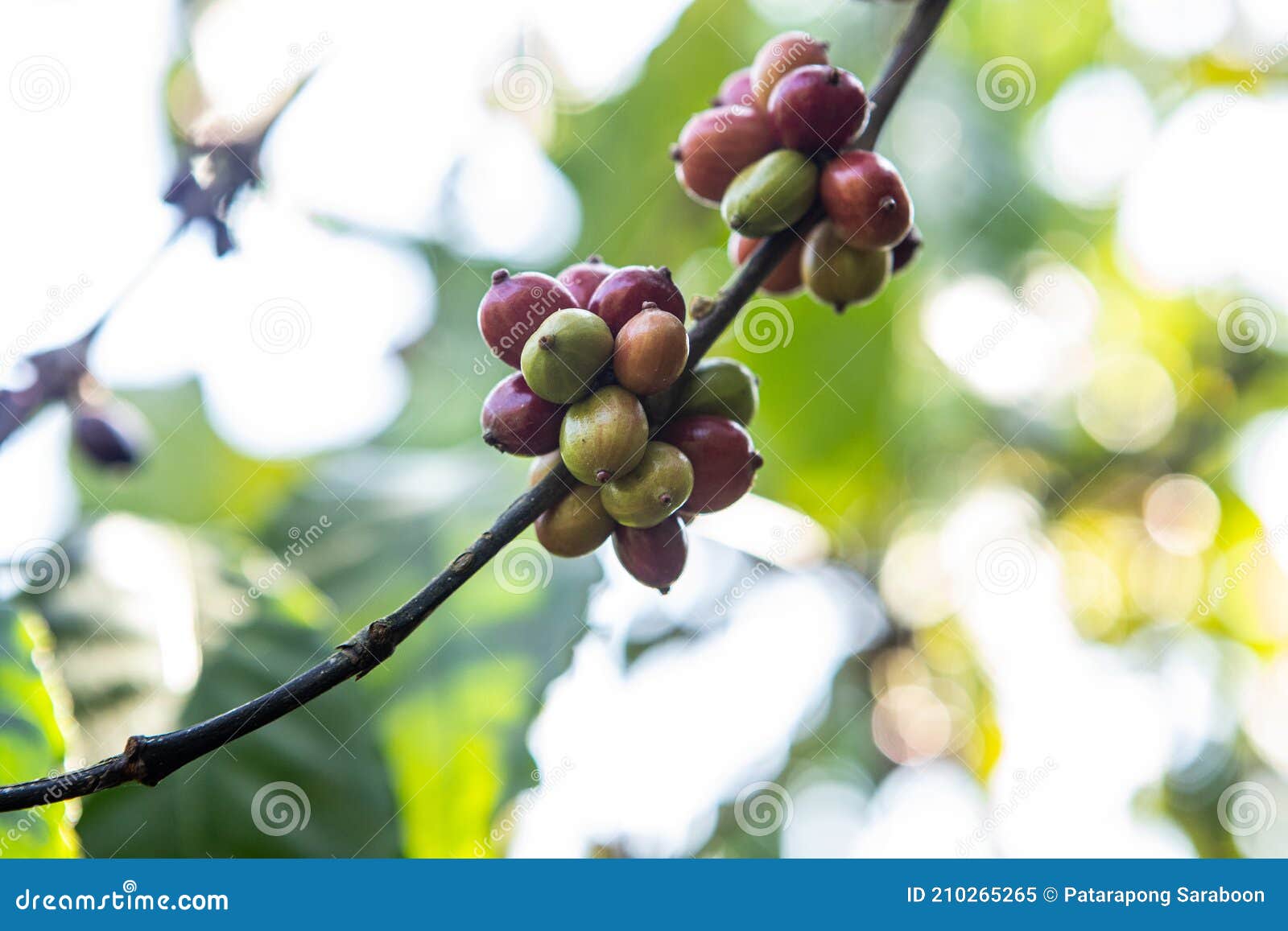 Robusta Coffee Farm in the Northeast Mountain of Thailand Stock Image ...
