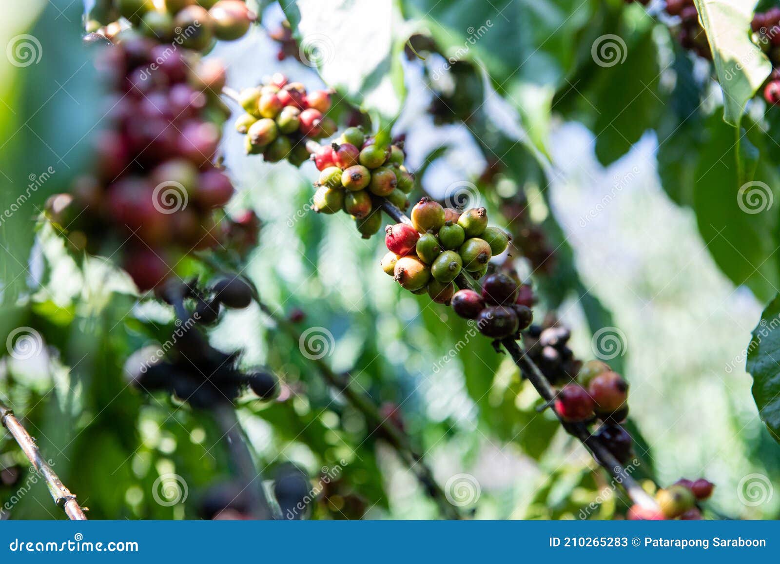Robusta Coffee Farm in the Northeast Mountain of Thailand Stock Image ...