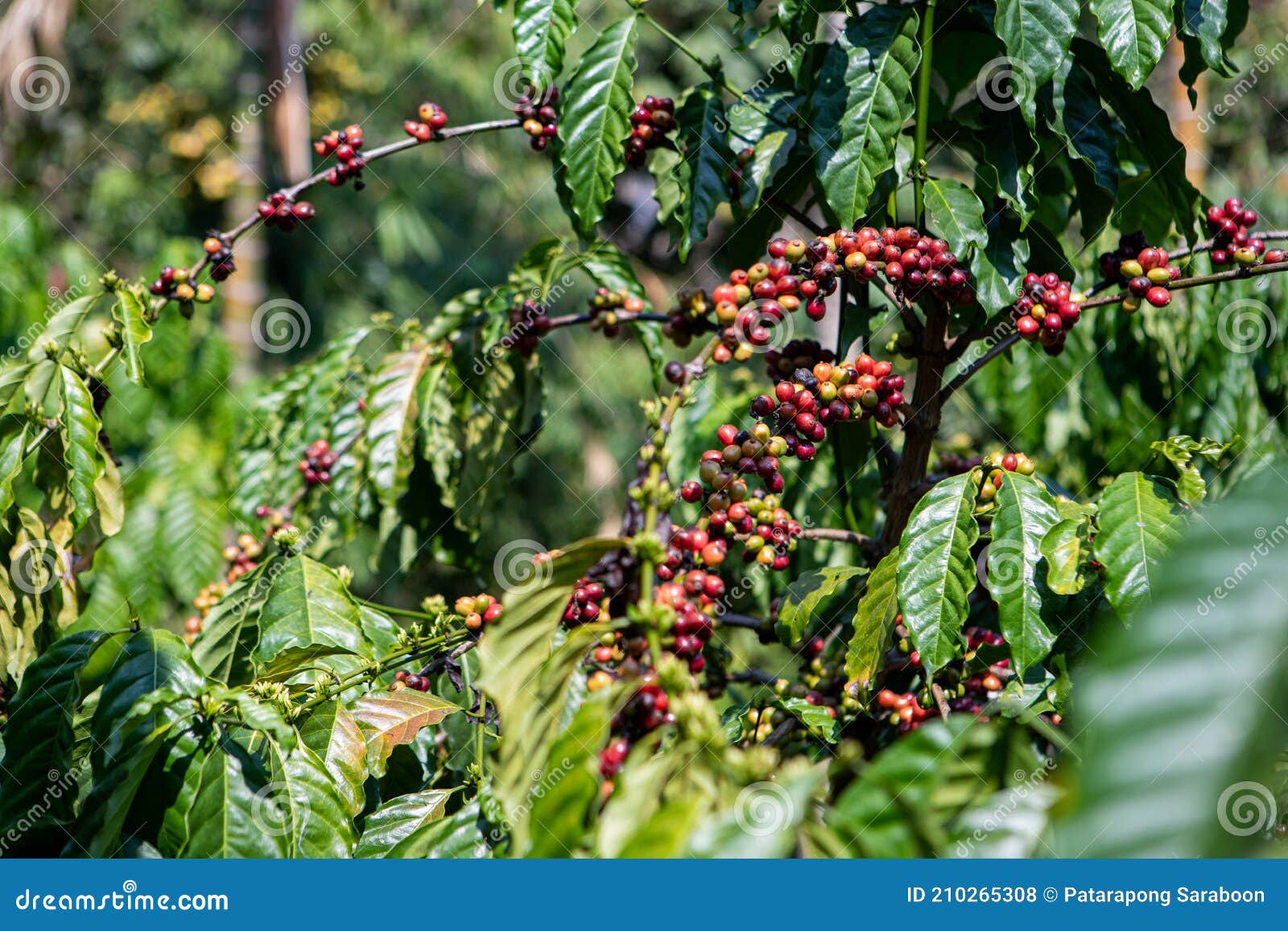 Robusta Coffee Farm in the Northeast Mountain of Thailand Stock Photo ...