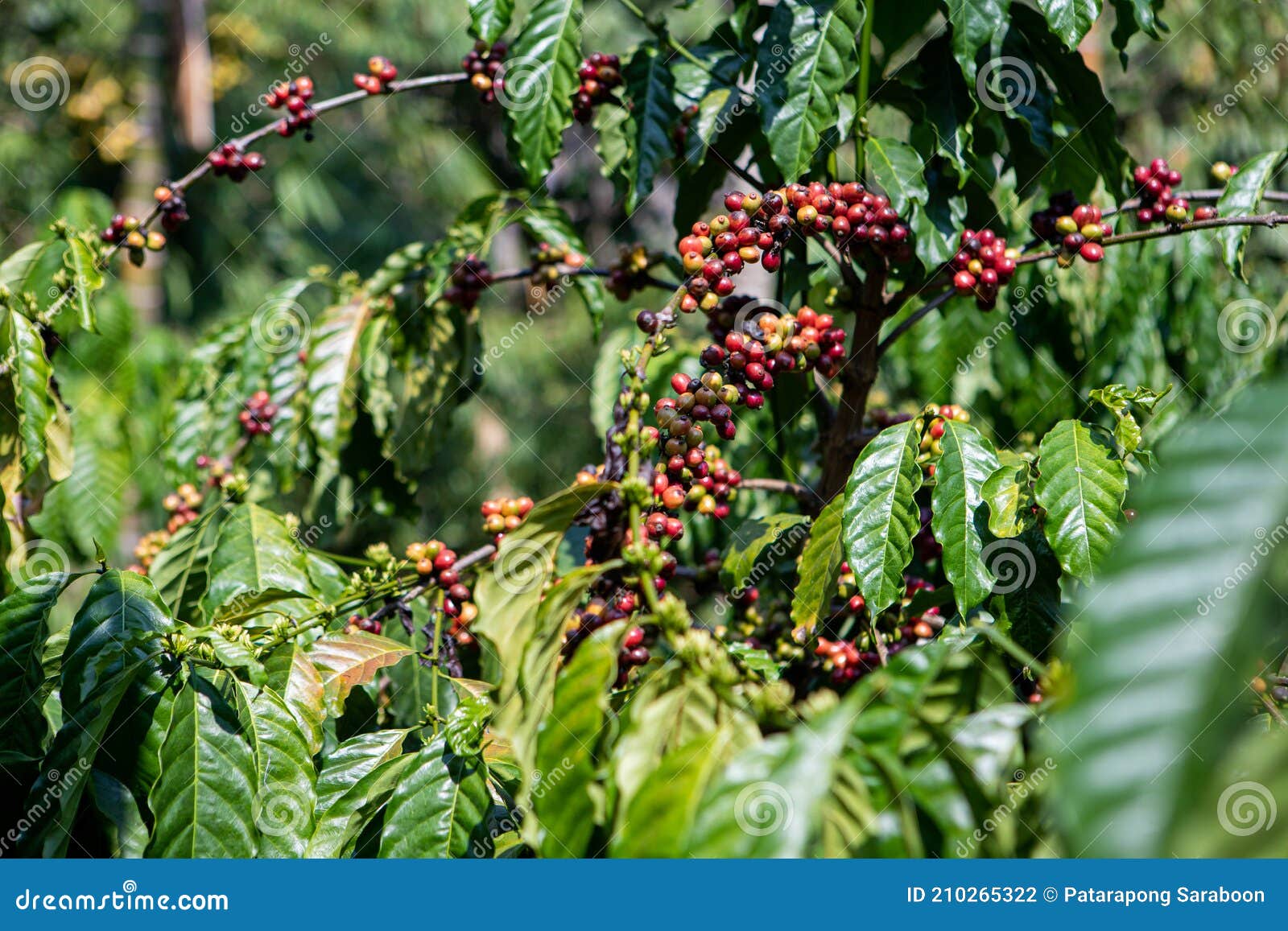 Robusta Coffee Farm in the Northeast Mountain of Thailand Stock Photo ...