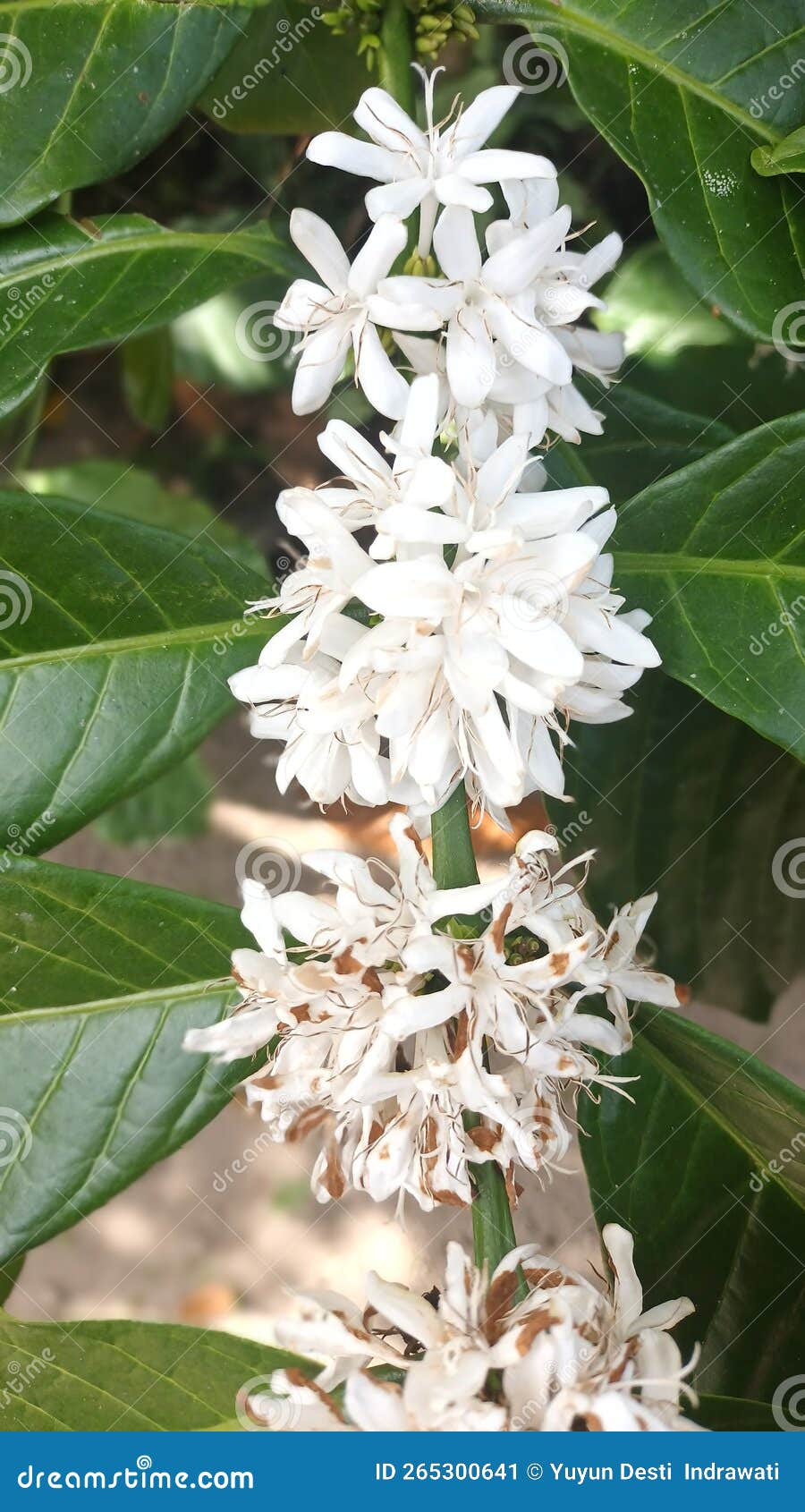Robusta Coffee Flower stock image. Image of flower, garden - 265300641