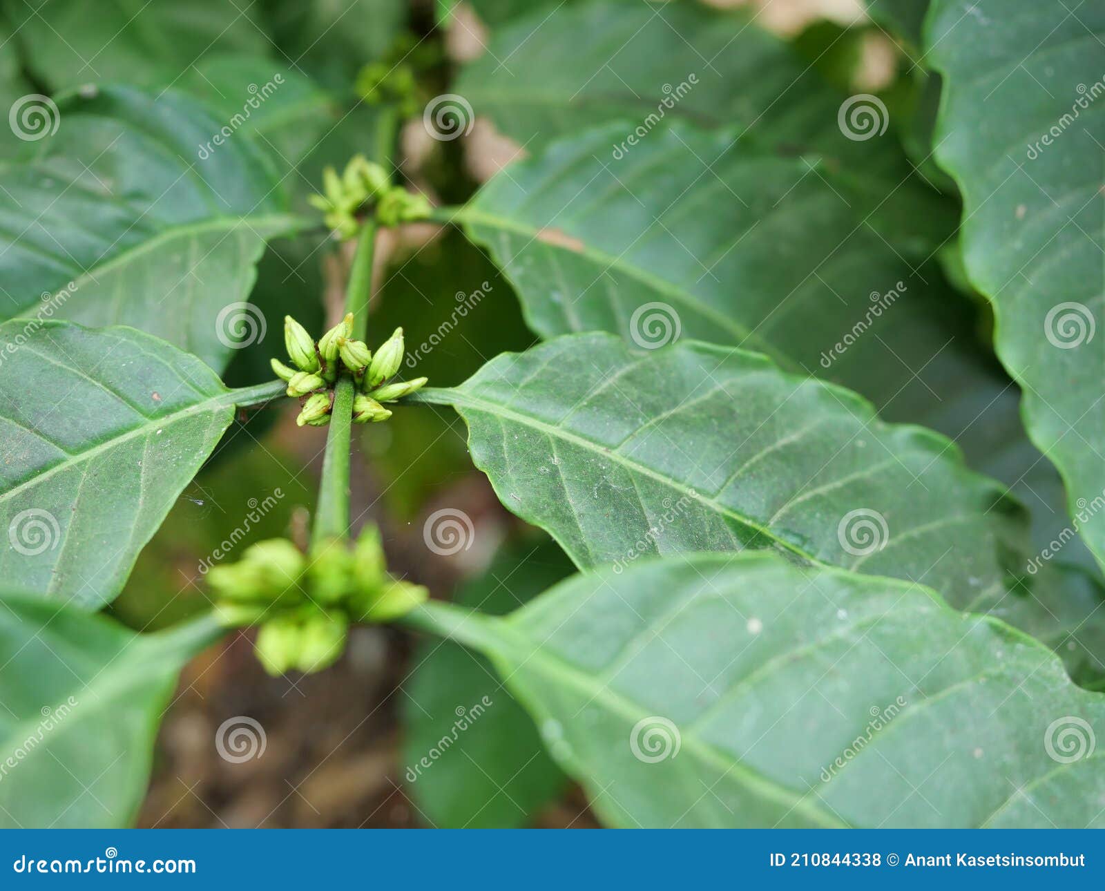 Robusta Coffee Flower Buds on Tree Plant Stock Photo - Image of closeup ...