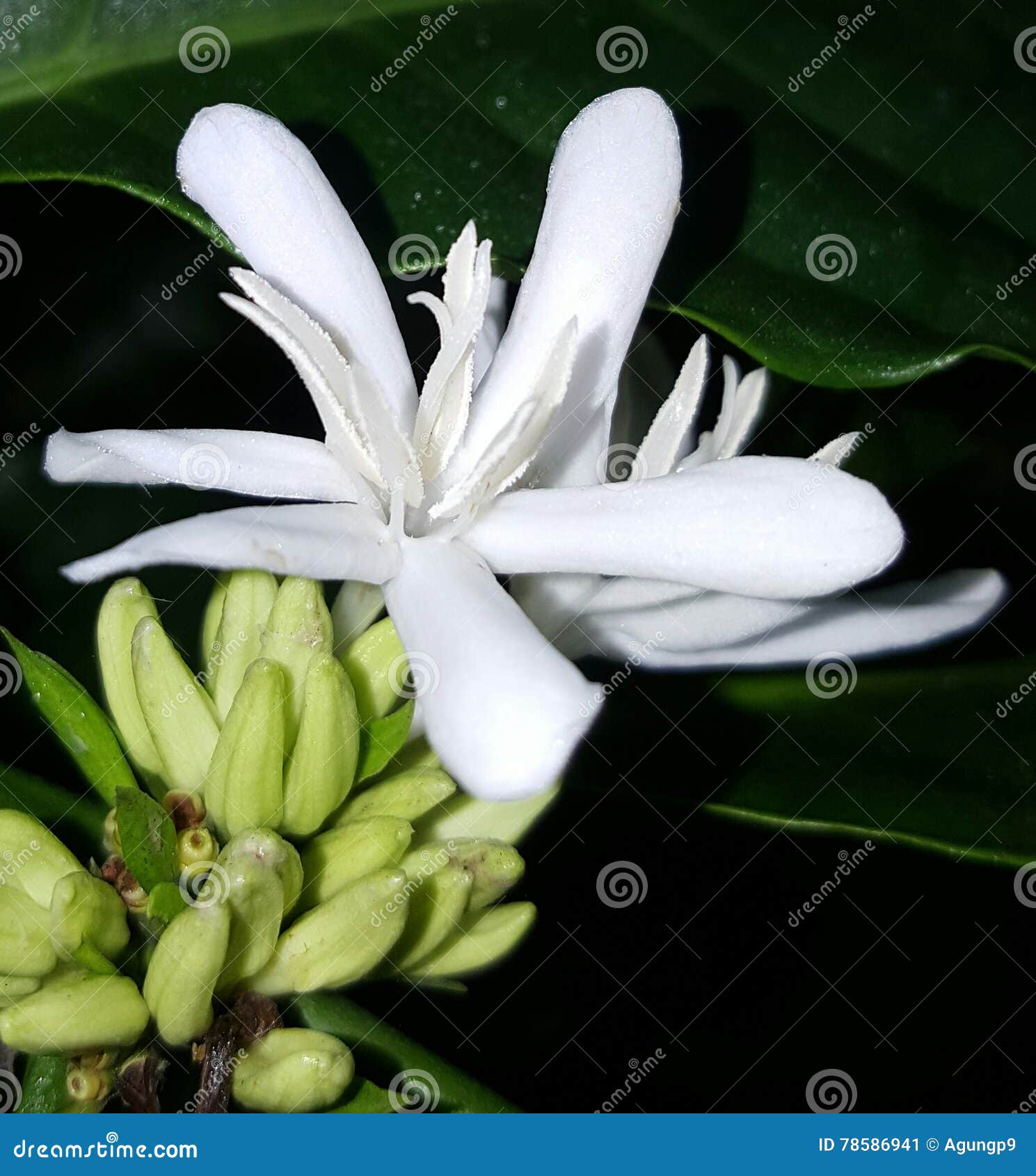Robusta coffee flower stock image. Image of july, flower - 78586941