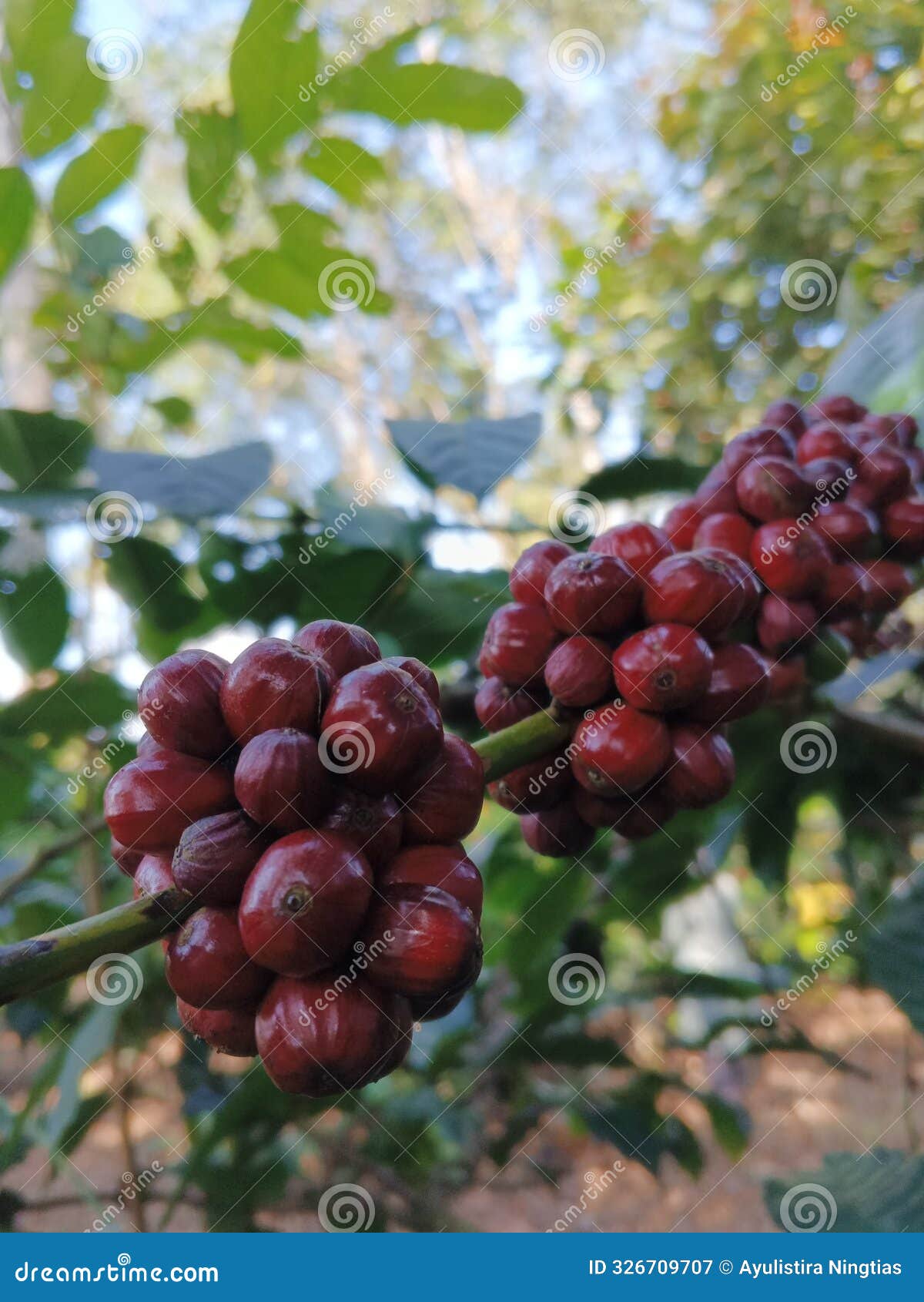 Robusta coffee lampung stock image. Image of lampung - 326709707