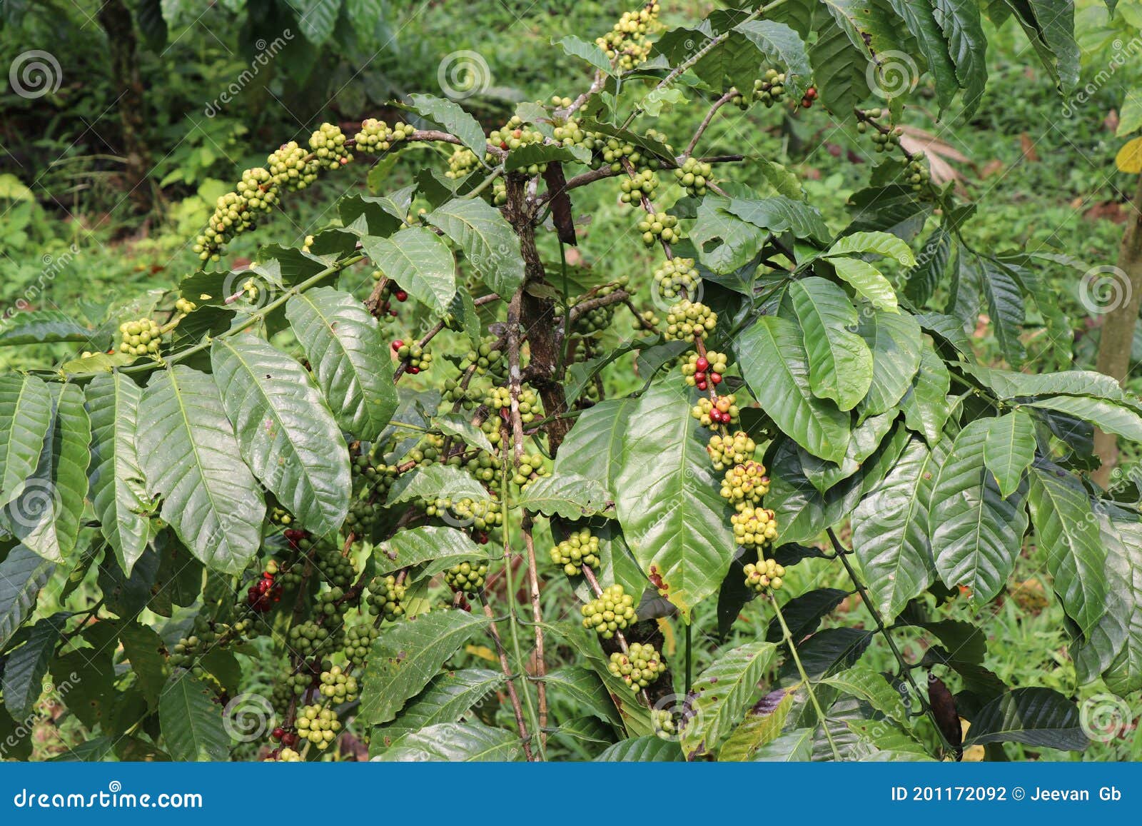 Robusta Coffee with Maximun Yield of Coffee Beans in Single Branch ...