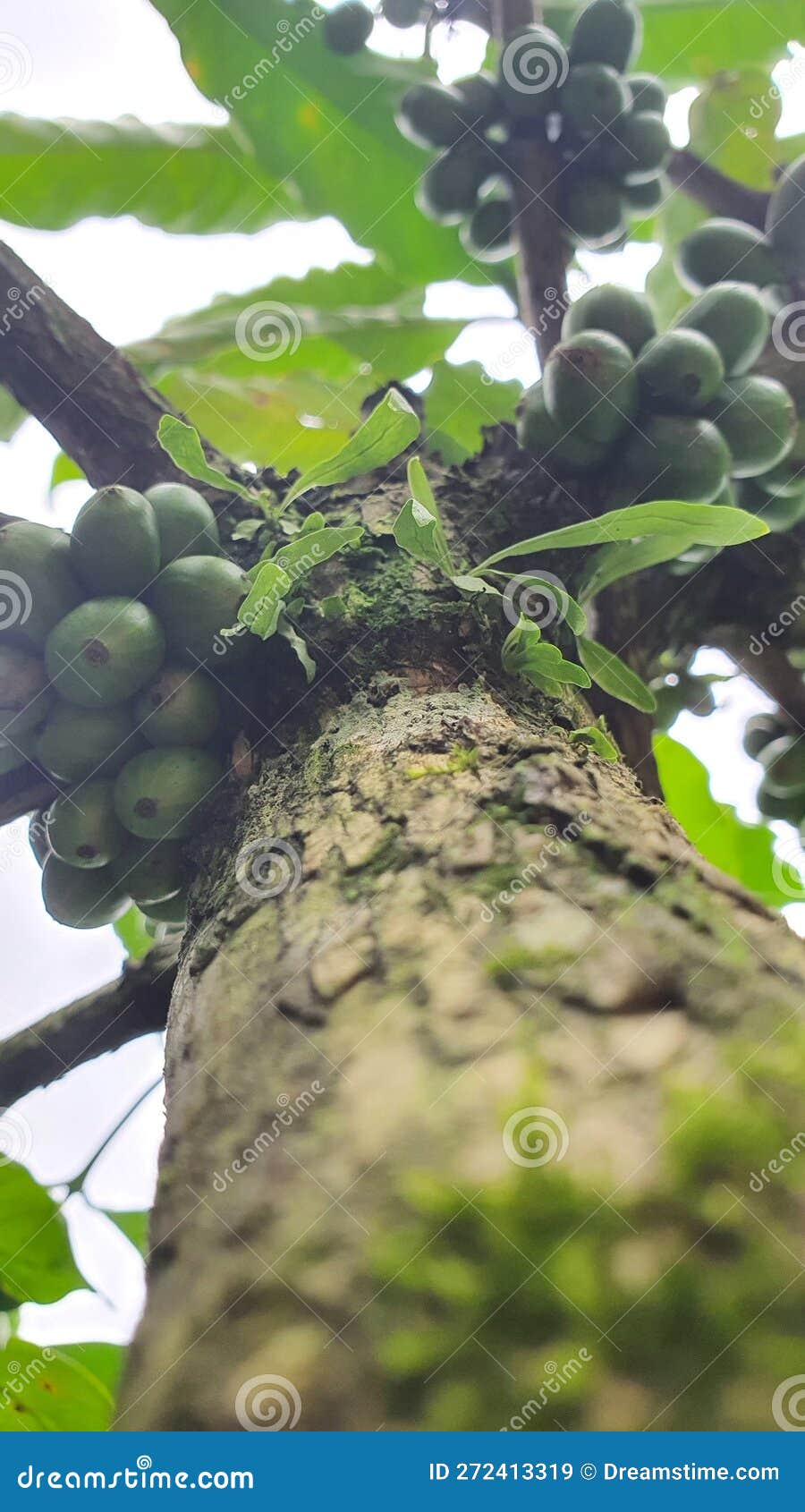 Robusta Coffee Tree Green Landscape Stock Image - Image of green ...