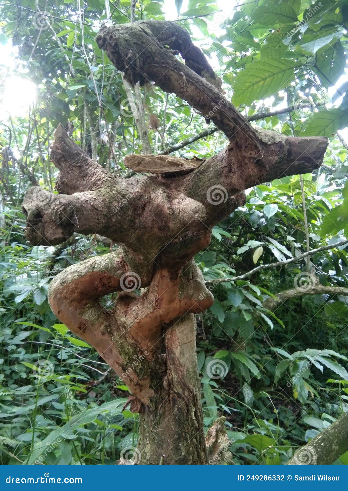 Robusta Coffee Tree that is Old and in the Form of a Decorative Tree ...