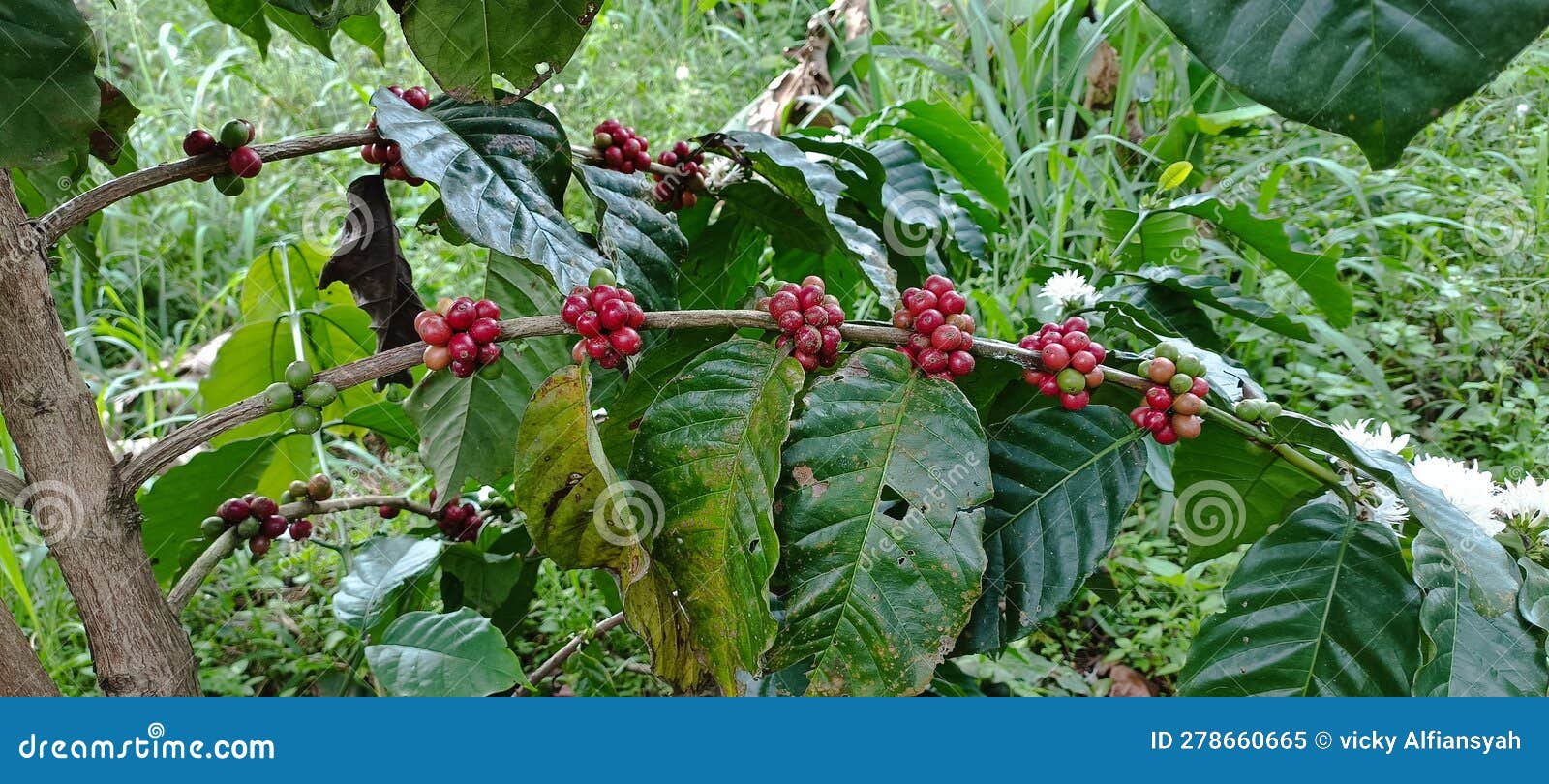 Robusta Coffee Tree in Cianjur Stock Image - Image of garden, coffee ...