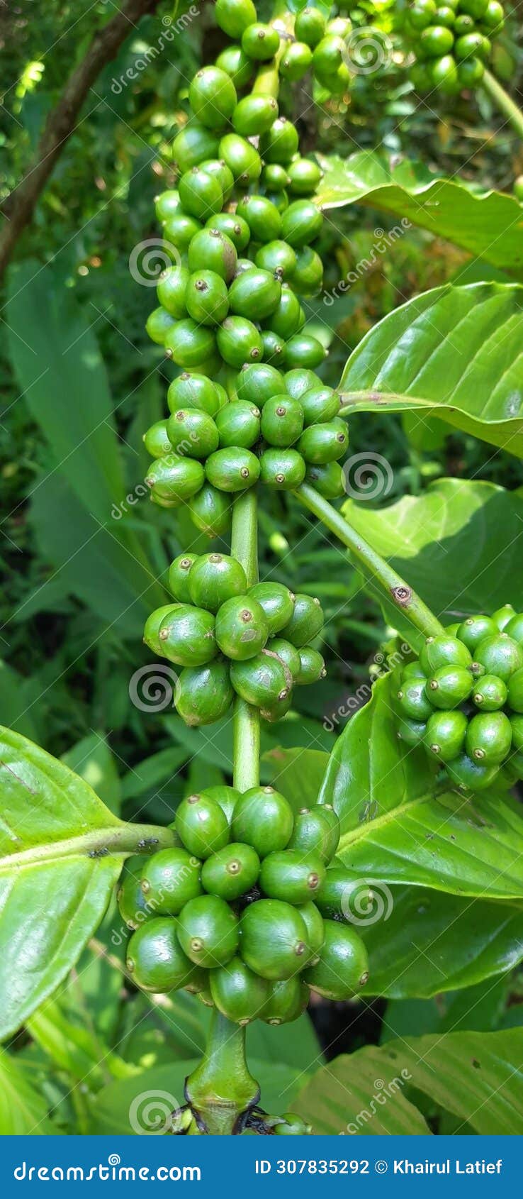 Robusta Coffee Trees Located in Central Java, Indonesia are in Fruiting ...