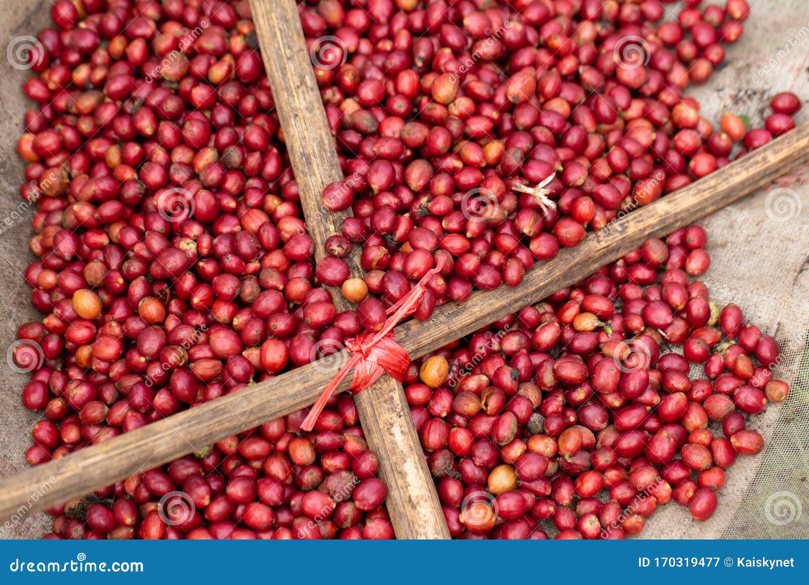 Robusta, Red Cherry Coffee Bean on Coffee Tree Stock Image - Image of ...