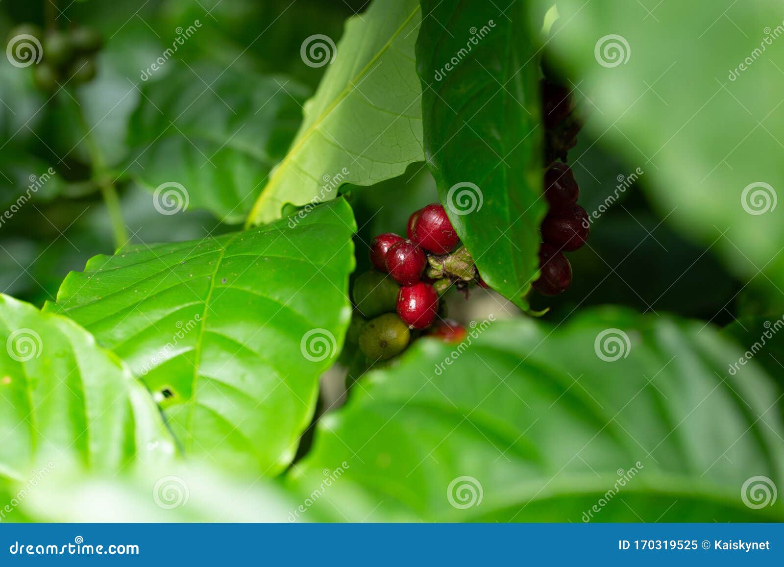 Robusta, Red Cherry Coffee Bean on Coffee Tree Stock Image - Image of ...