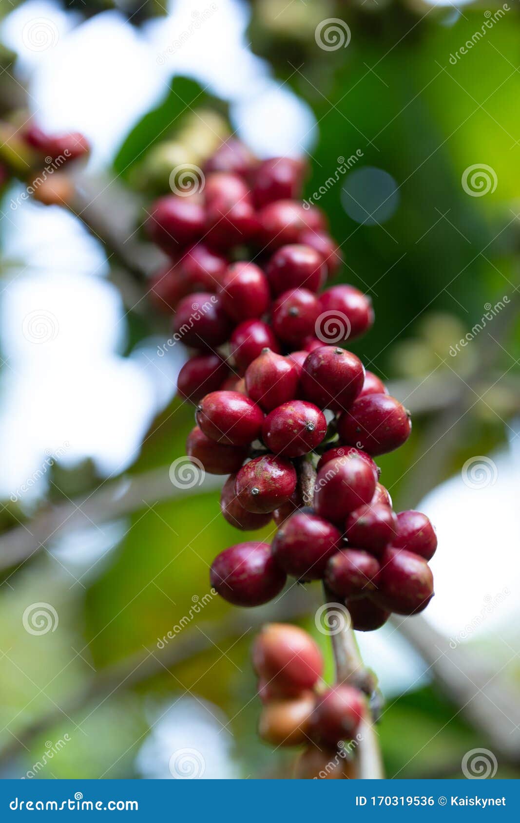 Robusta, Red Cherry Coffee Bean on Coffee Tree Stock Photo - Image of ...