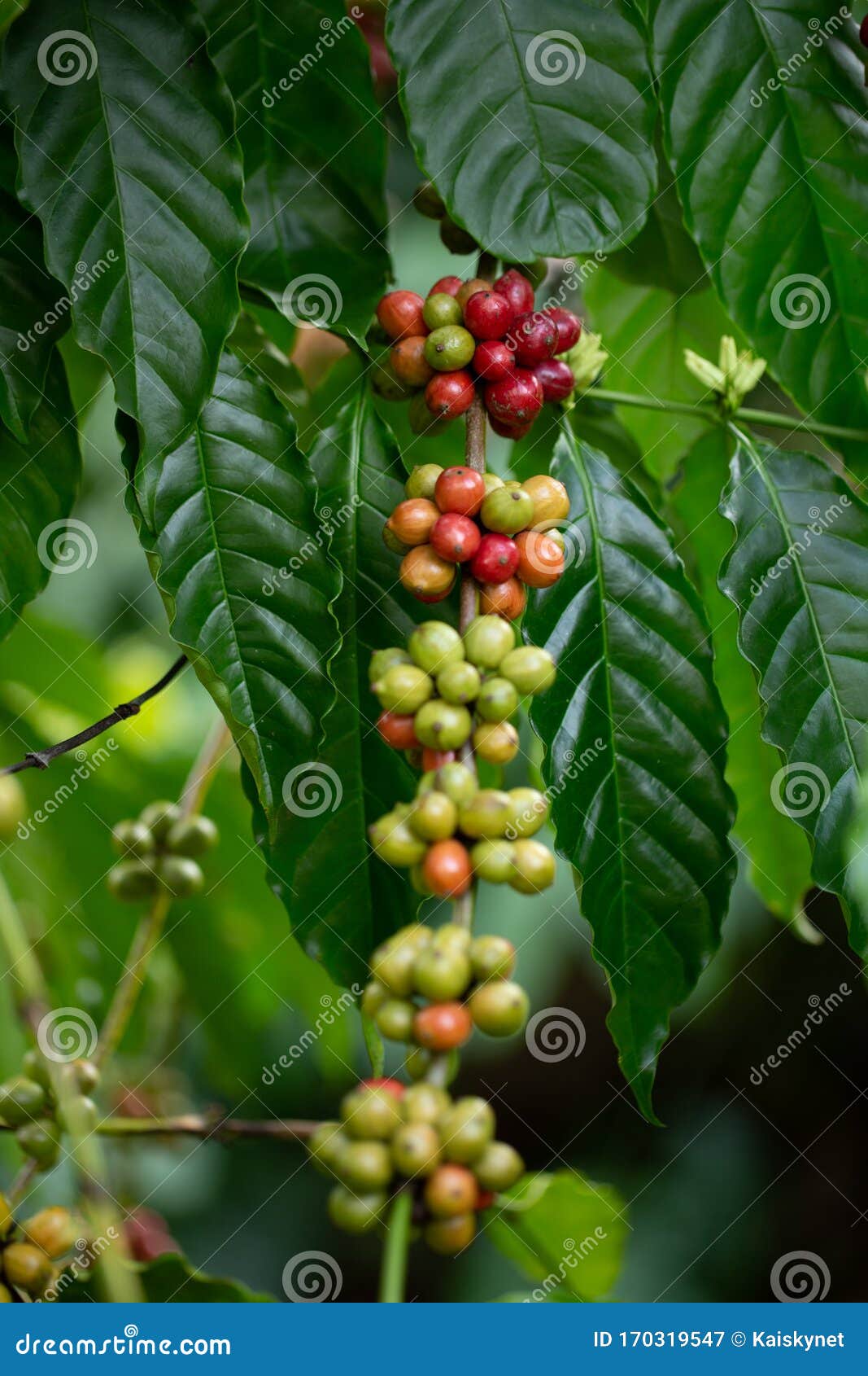 Robusta Coffee Tree