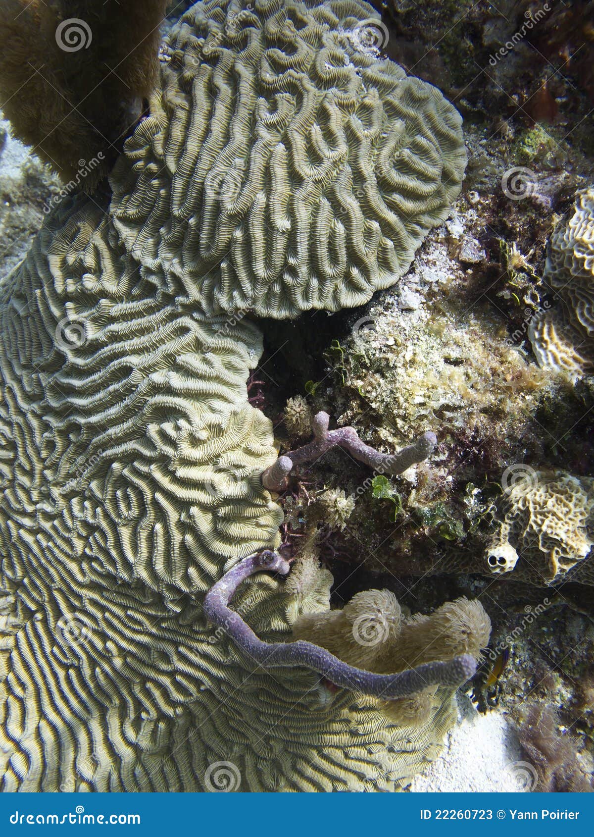 Roca coralina imagen de archivo. Imagen de colorido, turquesa - 22260723