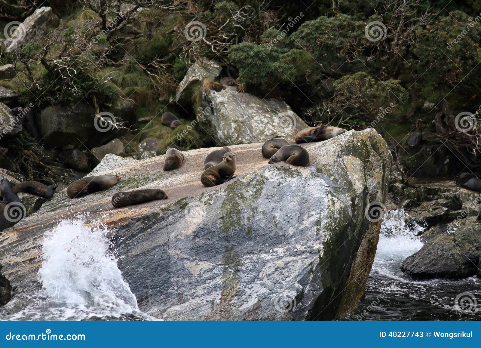 Roca del sello imagen de archivo. Imagen de océano, sello - 40227743
