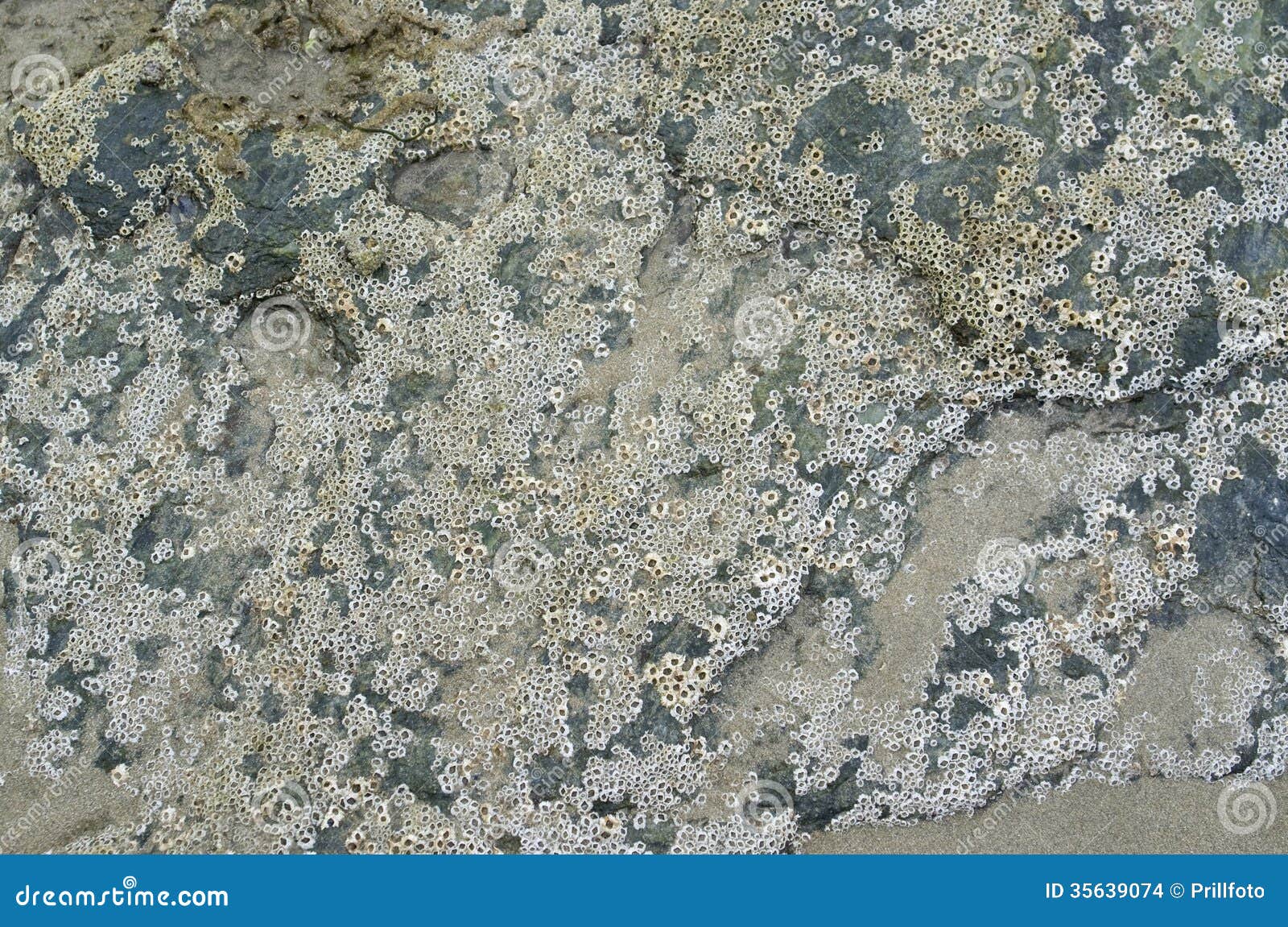 Roca y lapas foto de archivo. Imagen de mordedura, detalle - 35639074