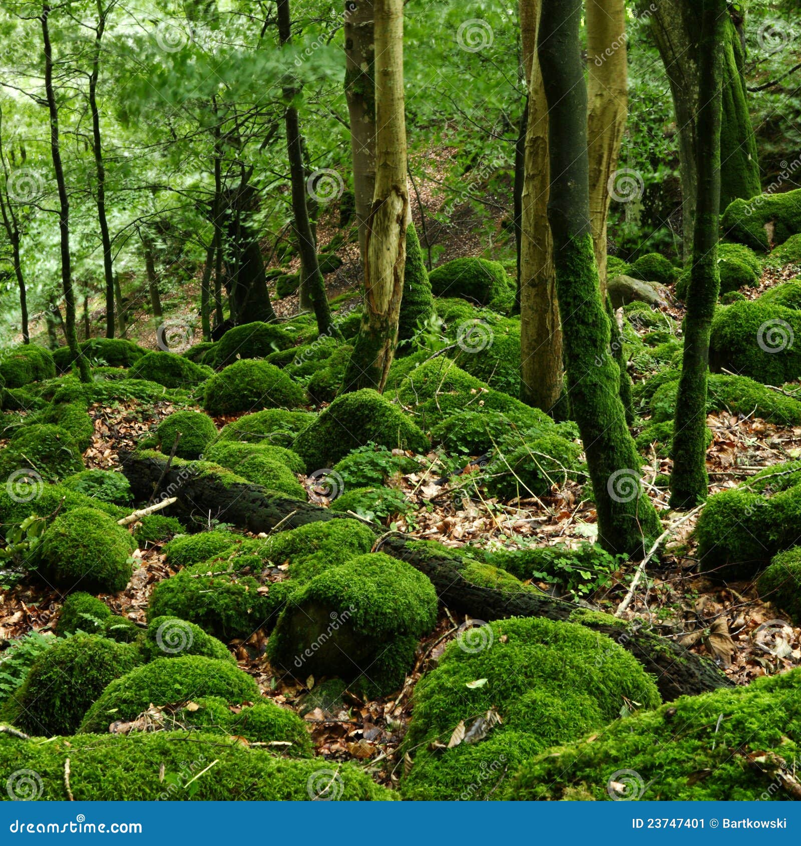 Rocas Cubiertas De Musgo En El Bosque Imagen de archivo - Imagen de ...