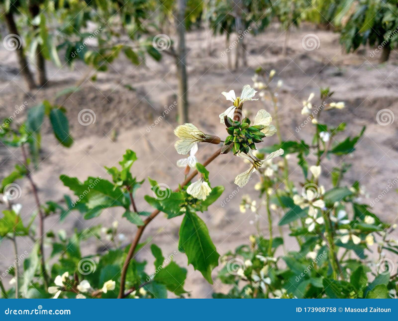 Rocca Flowers Growing in a Farm in Spring Stock Photo - Image of ...