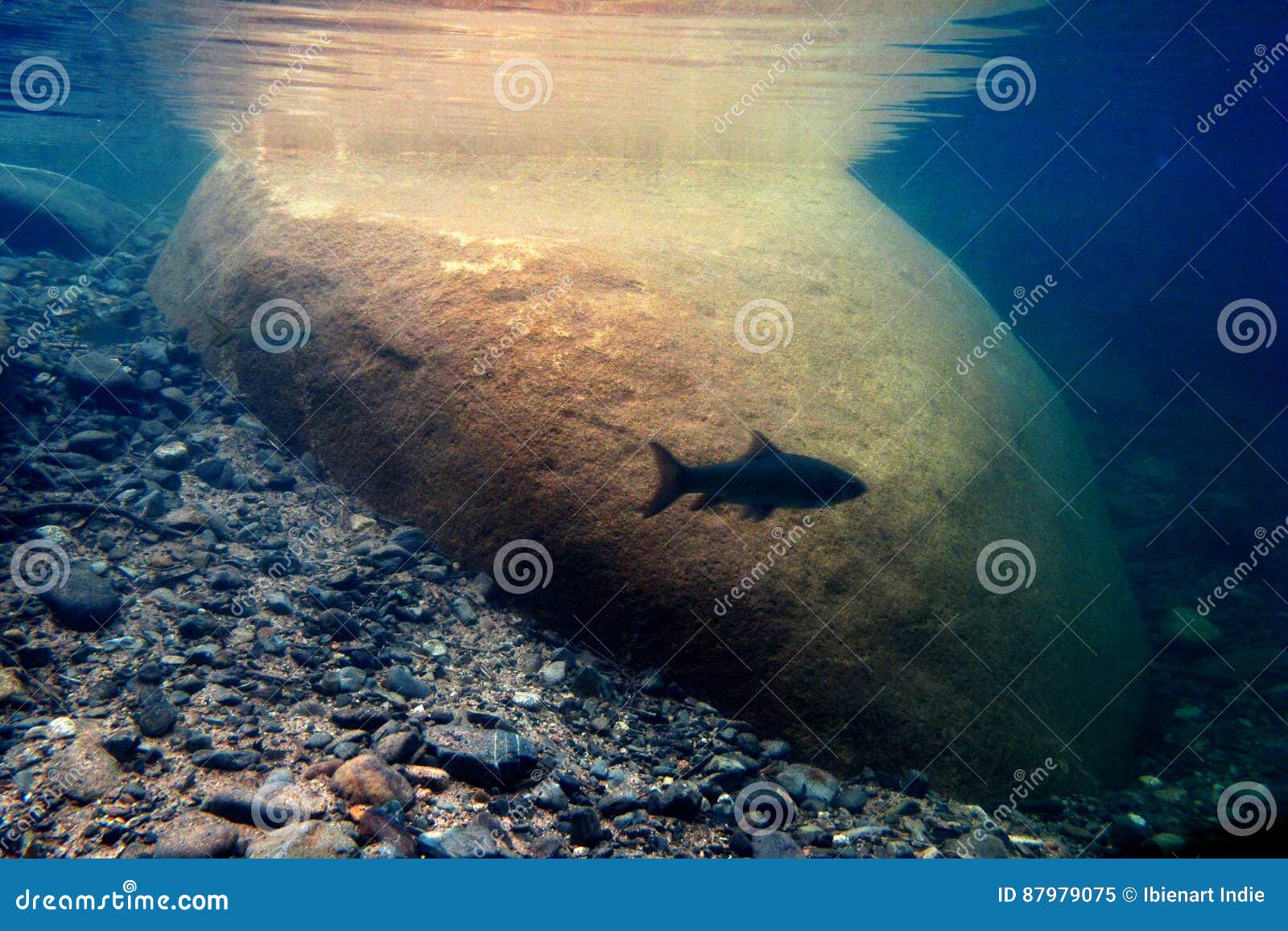 Roccia E Pesce Sotto La Cascata Immagine Stock - Immagine di corsa ...