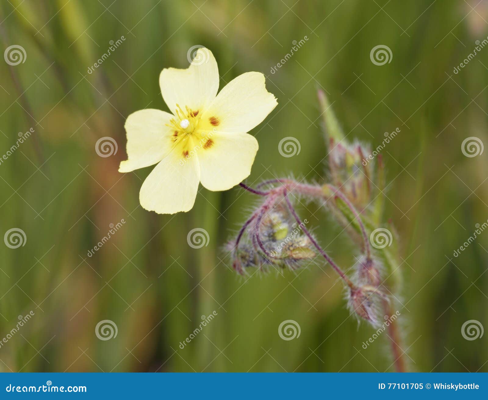 Roccia-rosa macchiata immagine stock. Immagine di rosa - 77101705