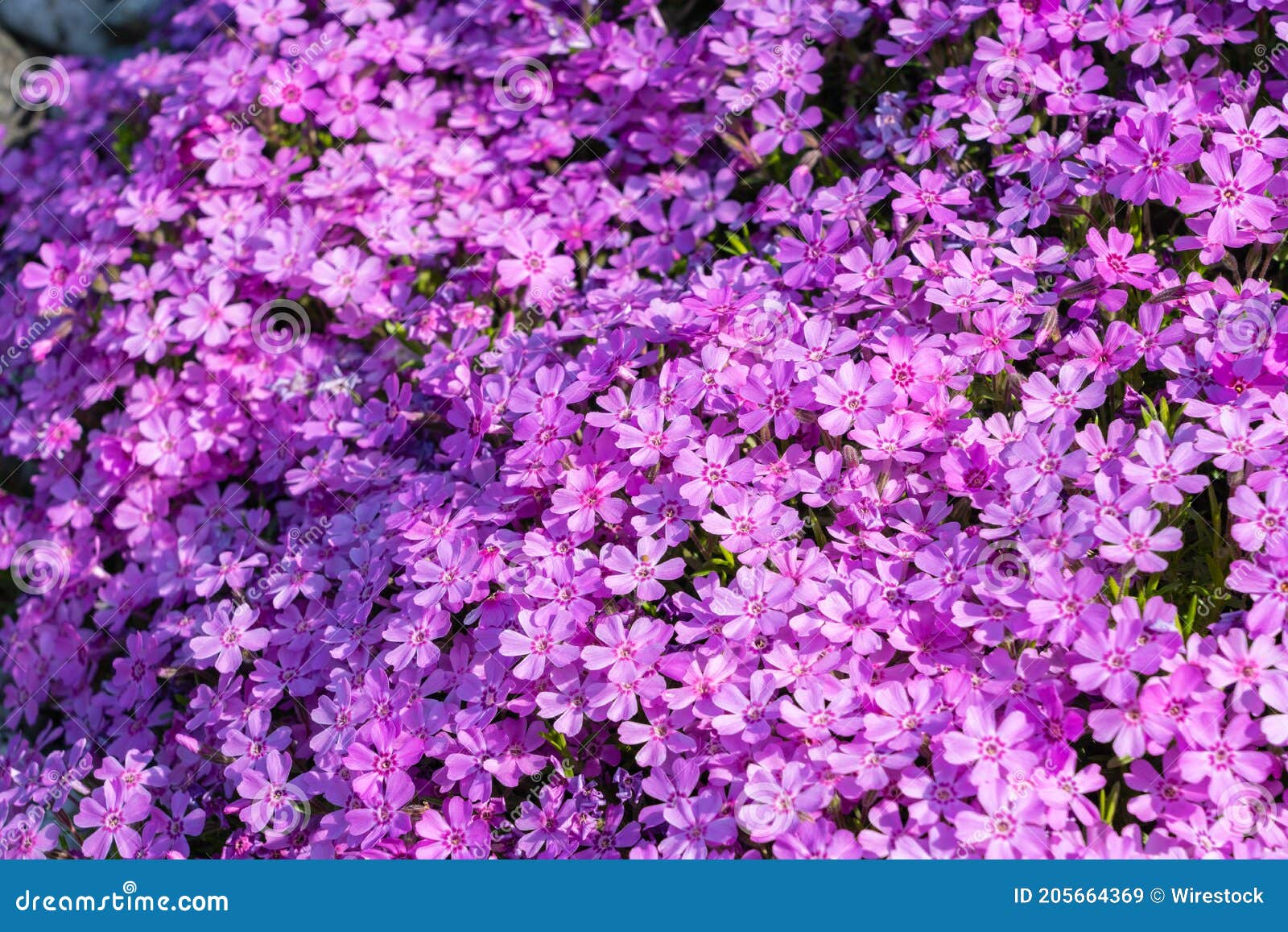 Rocha roxa na fogueira imagem de stock. Imagem de fotografia - 205664369