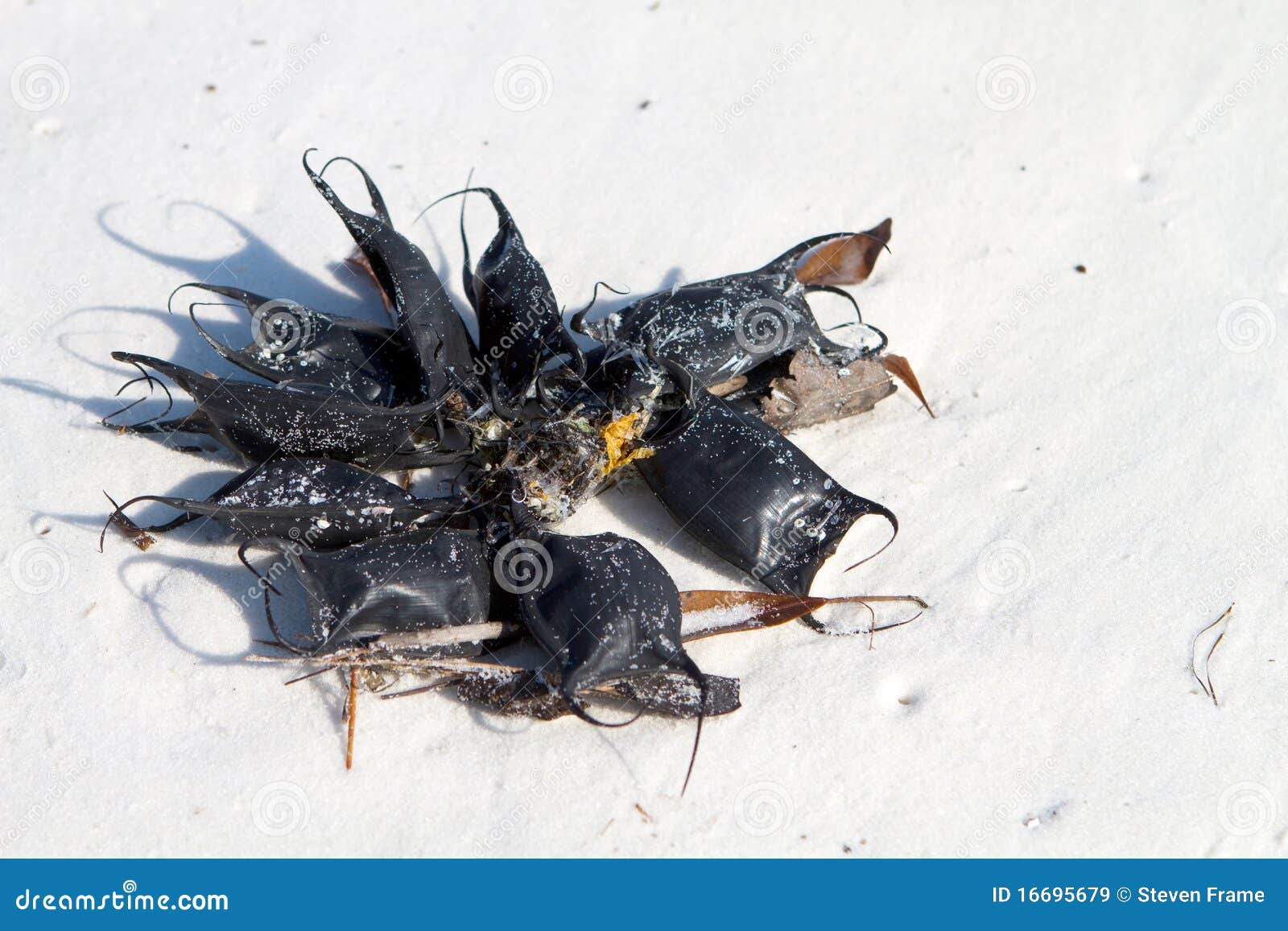 Rochen-Ei-Kästen stockbild. Bild von embryo, geschöpf - 16695679