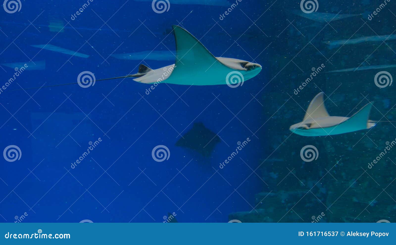 Rochen Schwimmen Auf Der Tiefe Stockbild - Bild von anmut, koralle ...