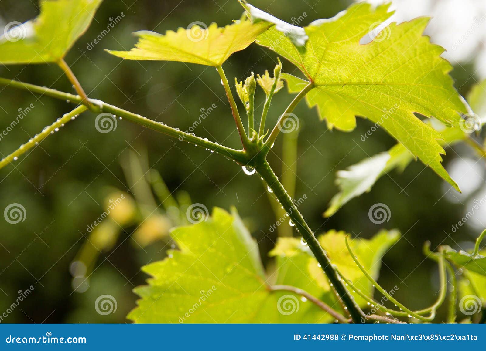 Rociada Del Agua En La Planta Foto de archivo - Imagen de chapoteo ...