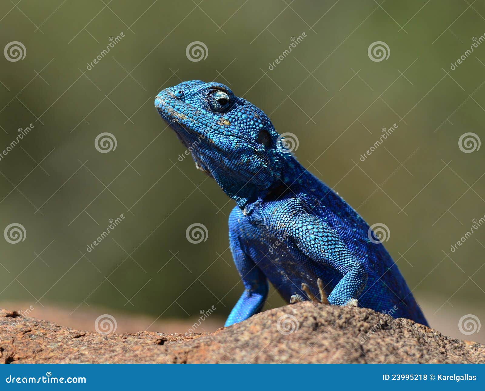 Rock agama stock photo. Image of lizard, scale, look - 23995218