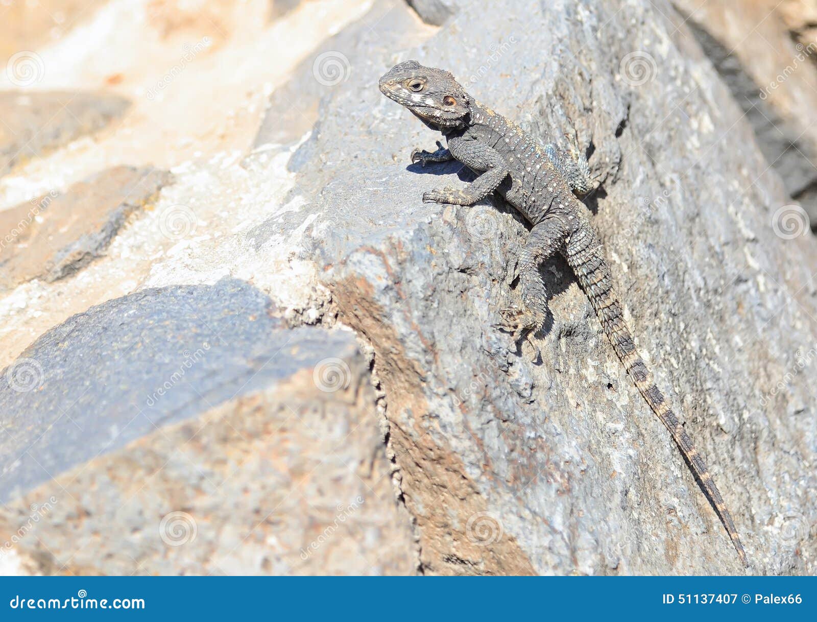 Rock agama stock image. Image of hermon, lacerta, lacertidae - 51137407