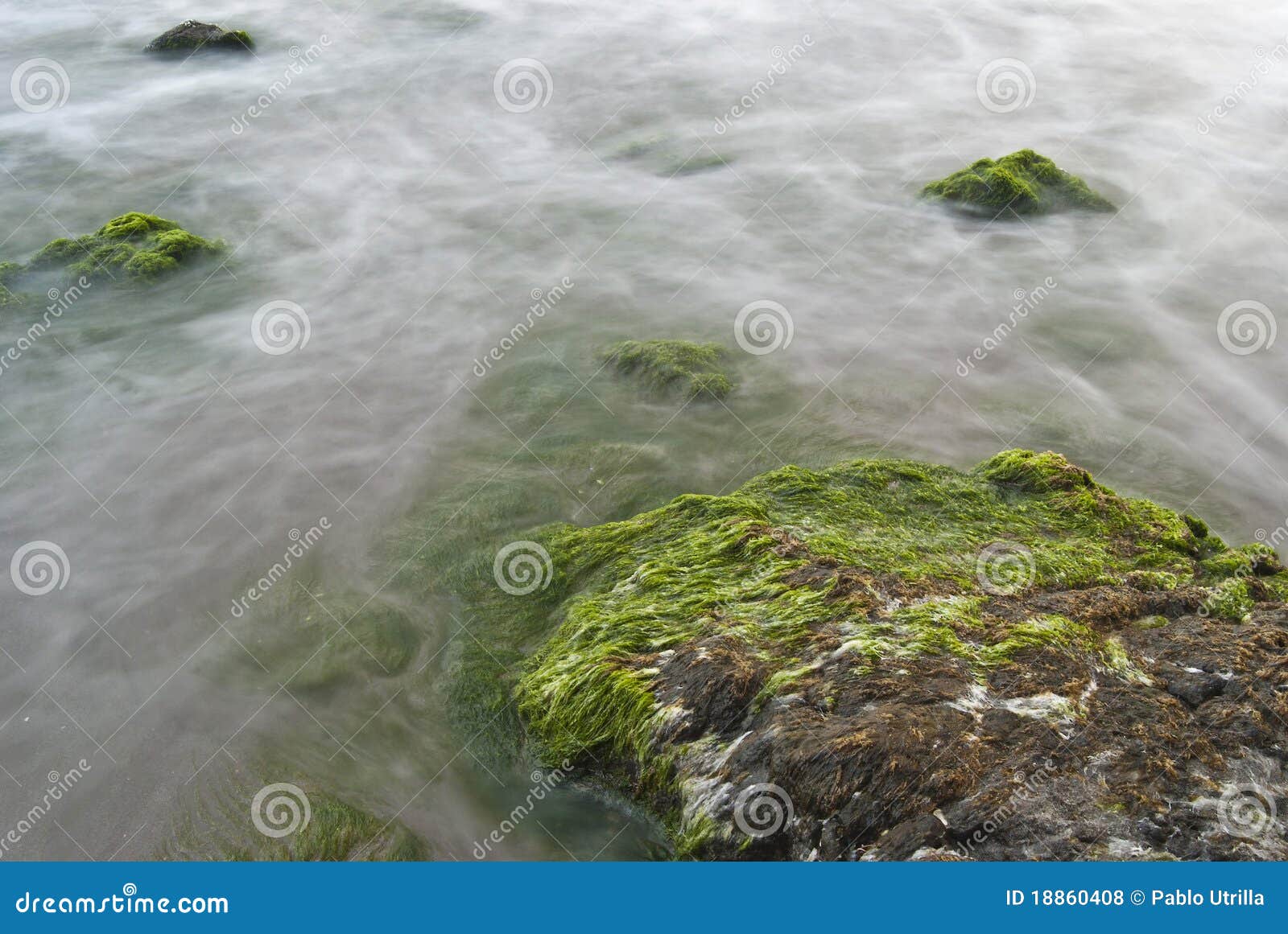 Rock with algae in the sea stock photo. Image of cabo - 18860408