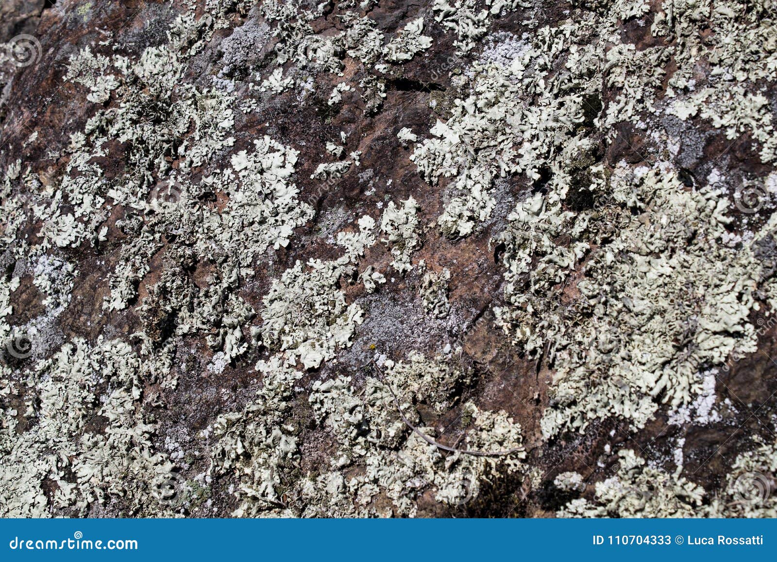 Rock Background Full of Lichens Stock Image - Image of design, wall ...