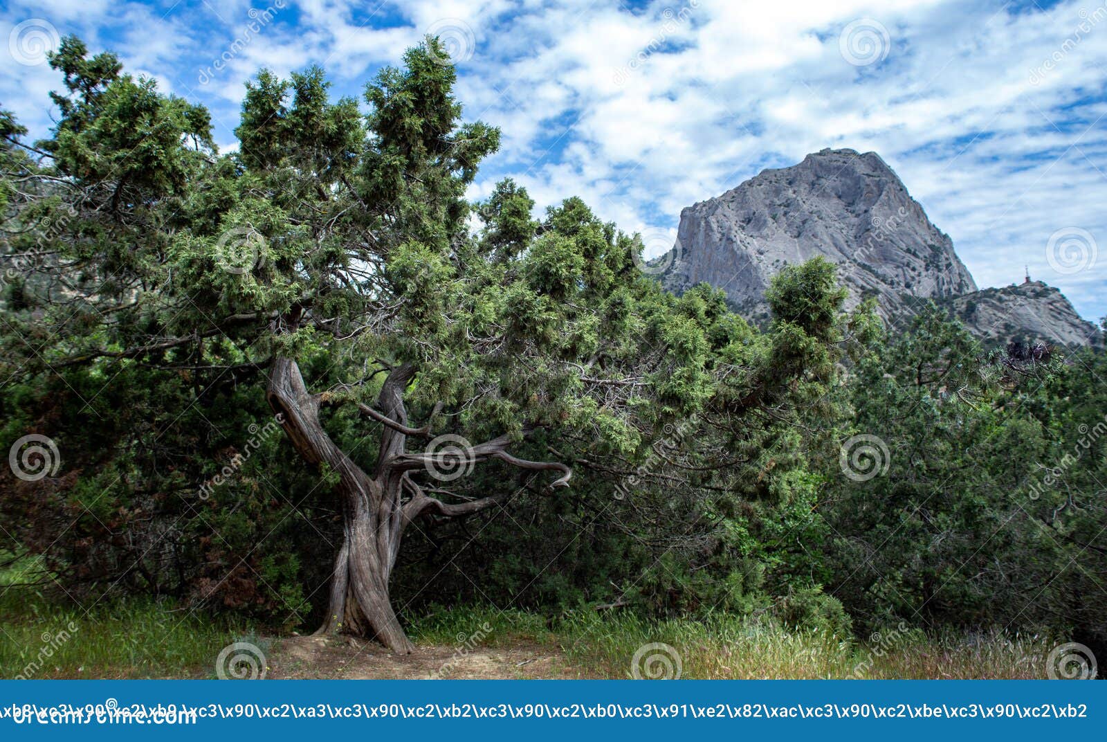 Rock on the Background of a Twig Tree Stock Photo - Image of moss ...