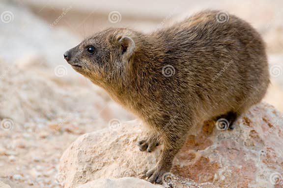 Rock badger stock image. Image of animal, claw, hyrax - 11505213