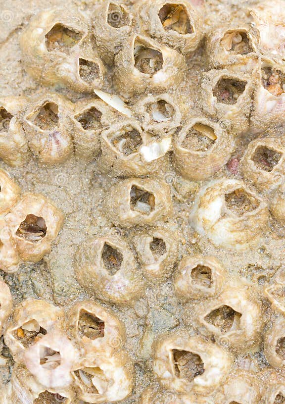 Rock Barnacle. stock photo. Image of animal, natural - 36580882