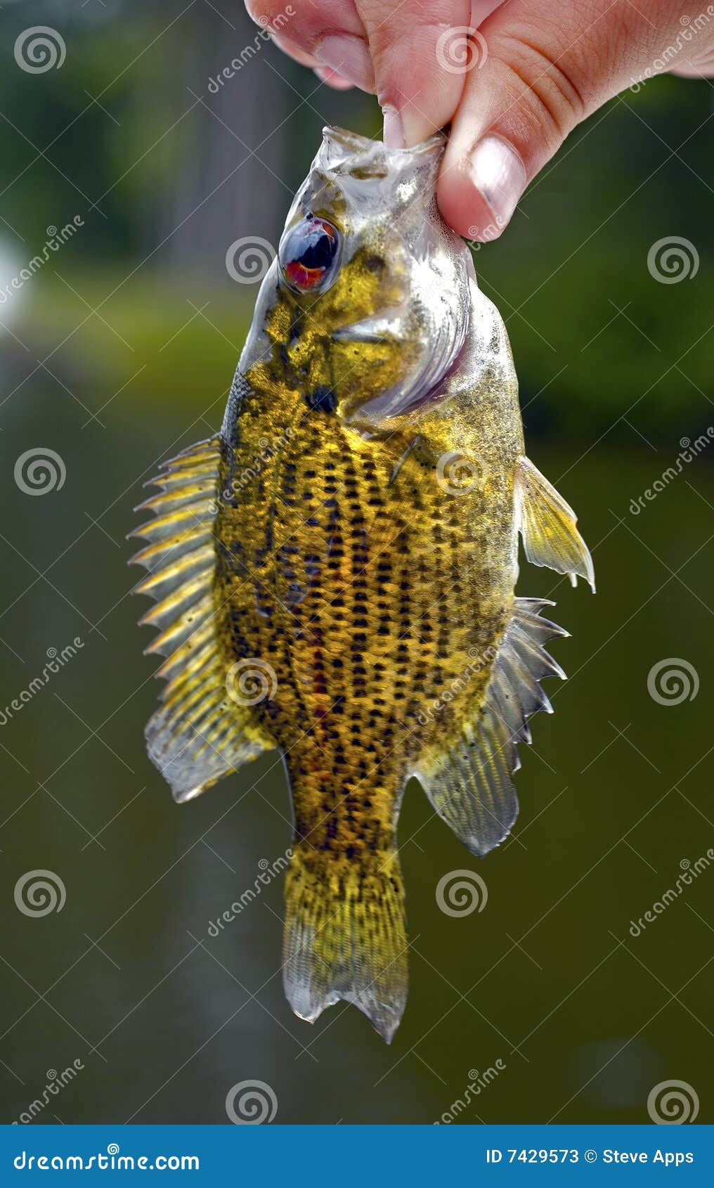 Rock Bass stock image. Image of nature, north, leisure - 7429573