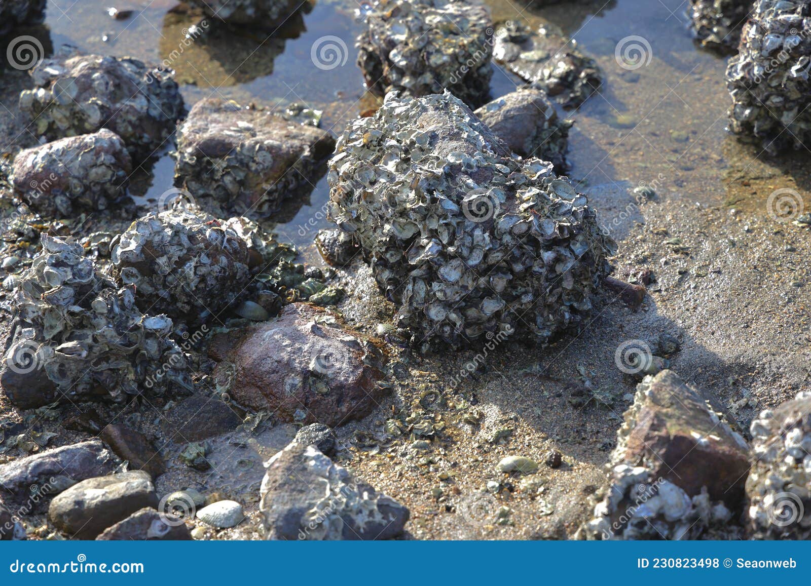 A Rock on the Beach , the Stones Washed Ashore on the Beach Stock Photo ...