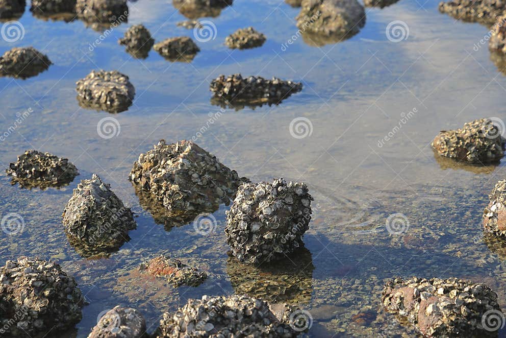 A Rock on the Beach , the Stones Washed Ashore on the Beach Stock Image ...