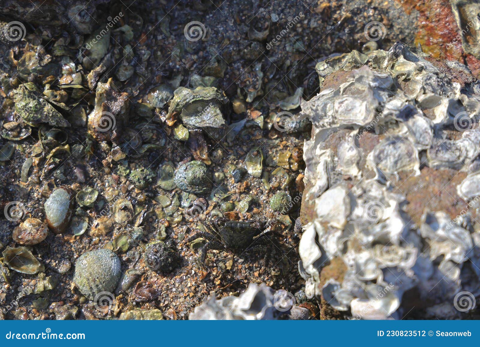 A Rock on the Beach , the Stones Washed Ashore on the Beach Stock Photo ...